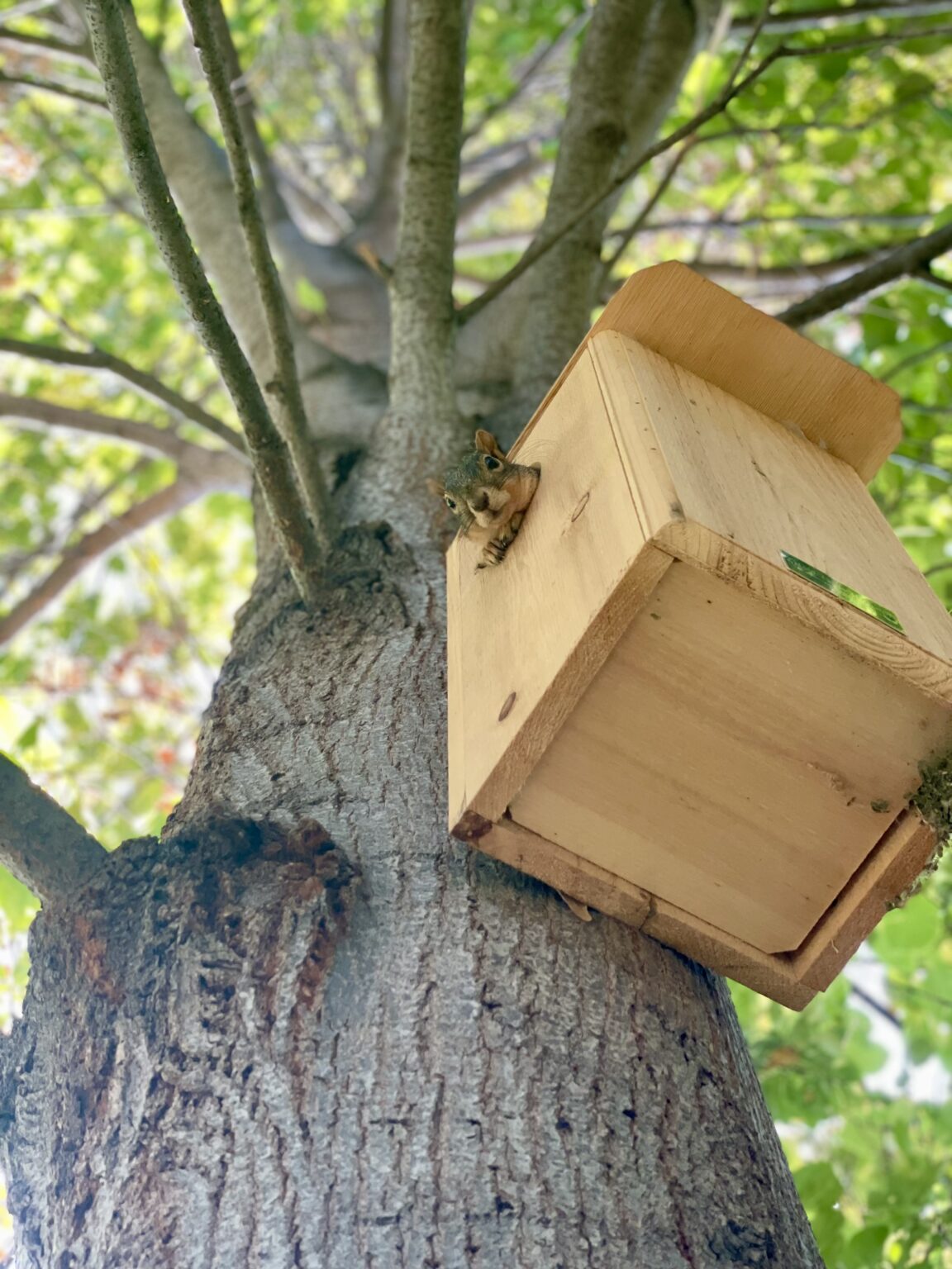DIY Squirrel House: Fun, Easy Outdoor Project - hoarreport.com